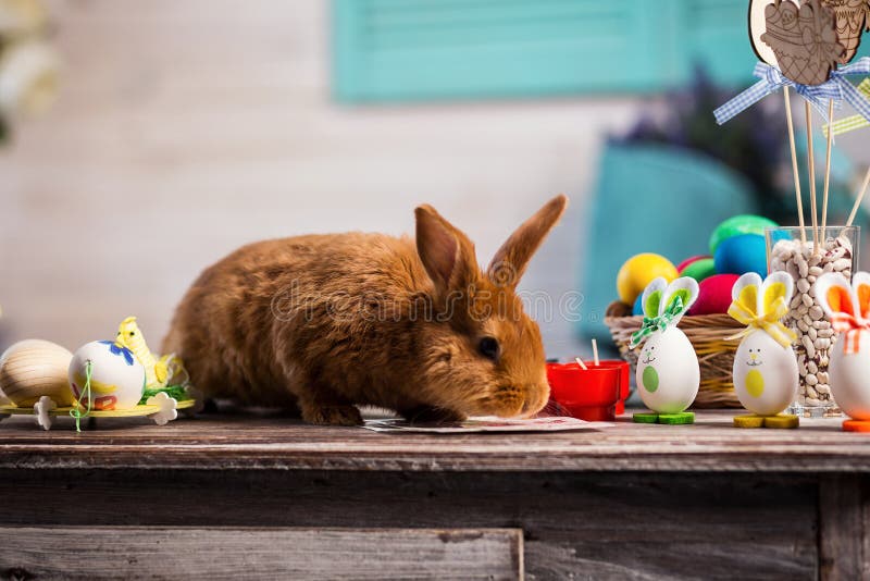 Beautiful Red-haired Rabbit Sitting on a Wooden Board on a Blue Stock ...