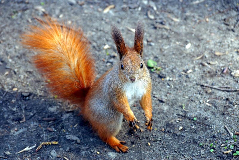 Red Squirrel Stands on the Ground in Nature Stock Photo - Image of cute ...