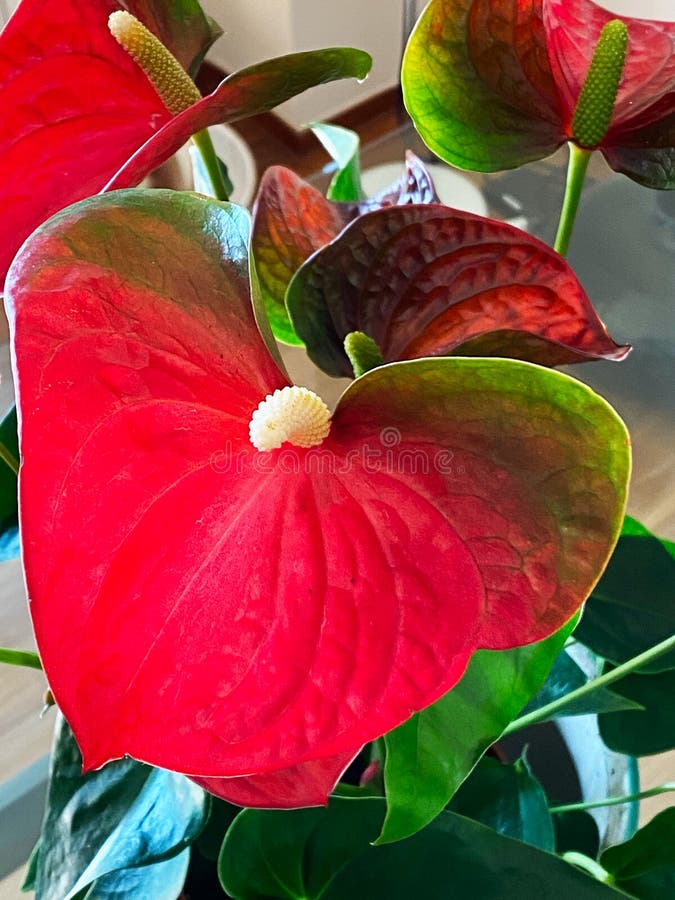 A Red Heart Shaped Anthurium Stock Photo - Image of romantic, love ...