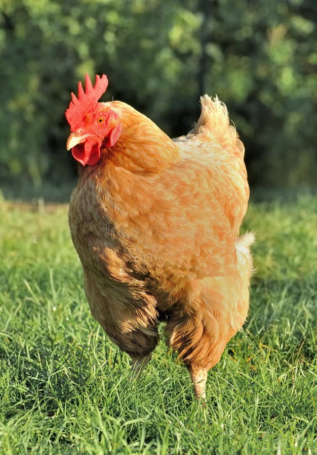 Beautiful red hen stock image. Image of outdoor, chicken - 21316121