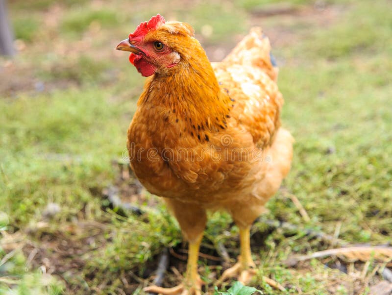 Beautiful Red Hen Looks into the Lens Stock Photo - Image of poultry ...