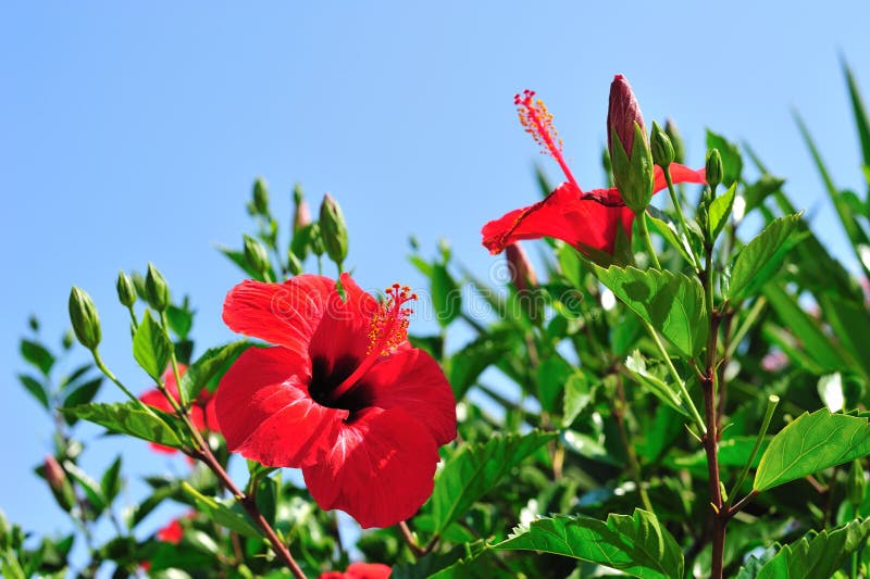 Beautiful red hibiscus stock photo. Image of vivid, vibrant - 17435372