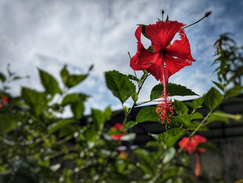 Beautiful Red Hibiscus Flower Stock Photo - Image of hibiscus ...