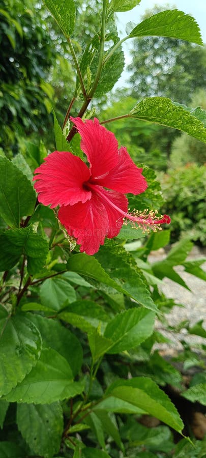 The Beautiful Red Hibiscus Flower of Assam, India Stock Photo - Image ...