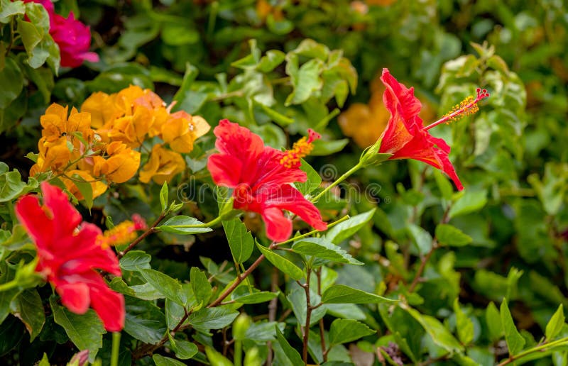 Beautiful Red Hibiscus Flower Stock Photo - Image of hibiscus, nature ...