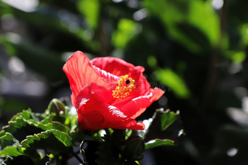 A Beautiful Red Hibiscus Flower Opening Up Stock Image - Image of ...