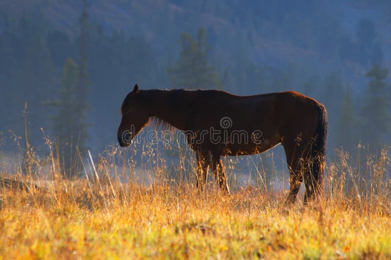 Beautiful red horse. stock image. Image of fall, agriculture - 621601
