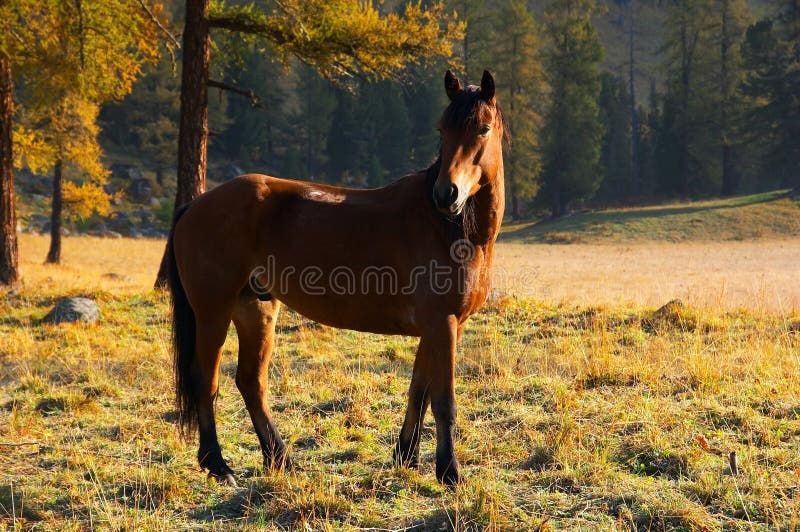 Beautiful red horse. stock image. Image of pasture, landscape - 621603