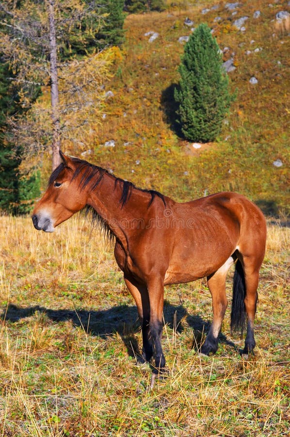 Beautiful red horse. stock image. Image of altay, herd - 621605