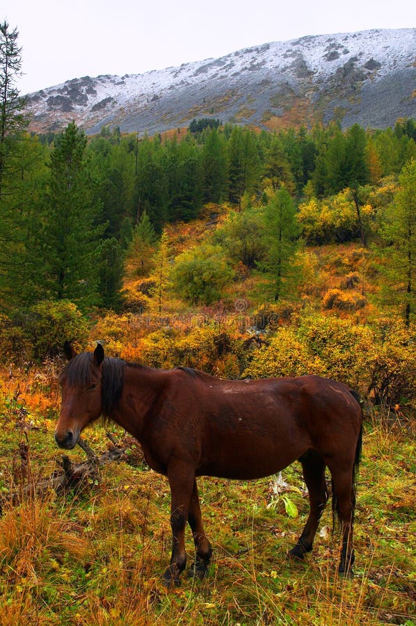 Beautiful red horse. stock photo. Image of autumn, spruce - 625238
