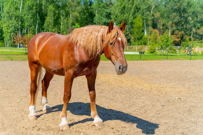 A Beautiful Red Horse. the Thick Mane of a Horse Stock Image - Image of ...