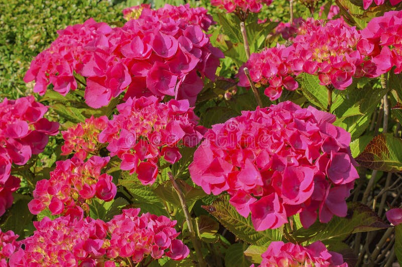 Beautiful Red Hydrangea In Full Bloom Stock Photo - Image of flower ...