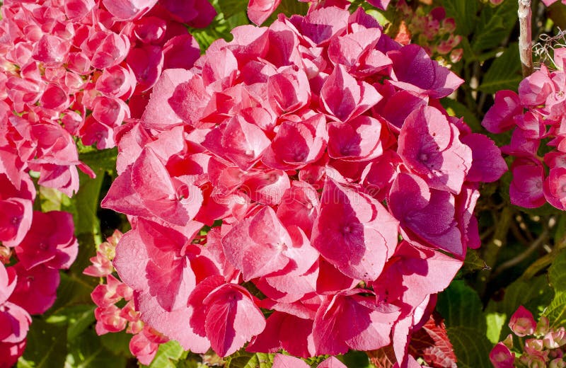 Beautiful Red Hydrangea in Full Bloom Stock Photo - Image of blue ...