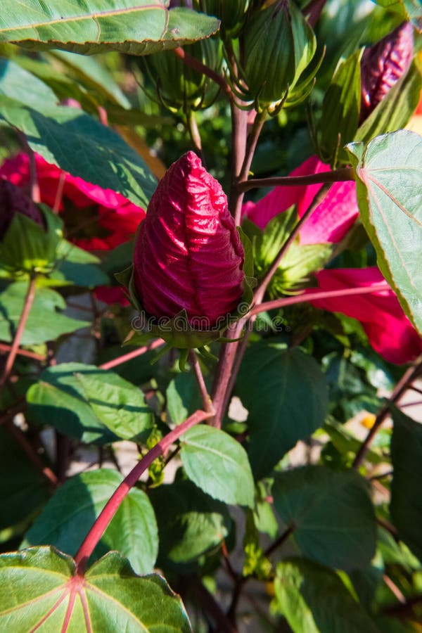 Beautiful Red Ibiscus Flower Sprouting Stock Image - Image of detail ...