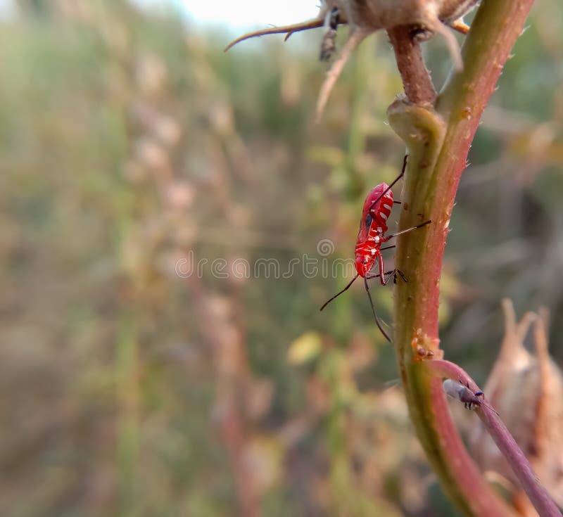 Beautiful red insect stock photo. Image of macro, summer - 303674954