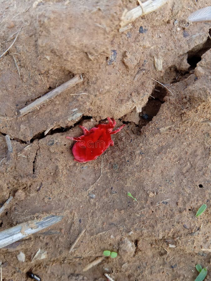 Beautiful red insects cute stock image. Image of cute - 190864173