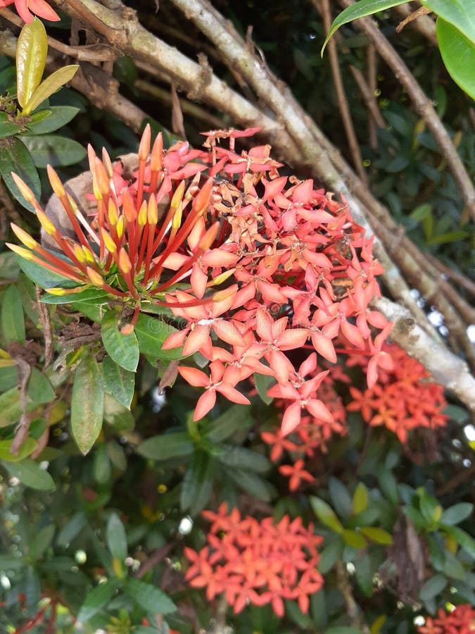 1,642 Beautiful Ixora Chinensis Flower Stock Photos - Free & Royalty ...