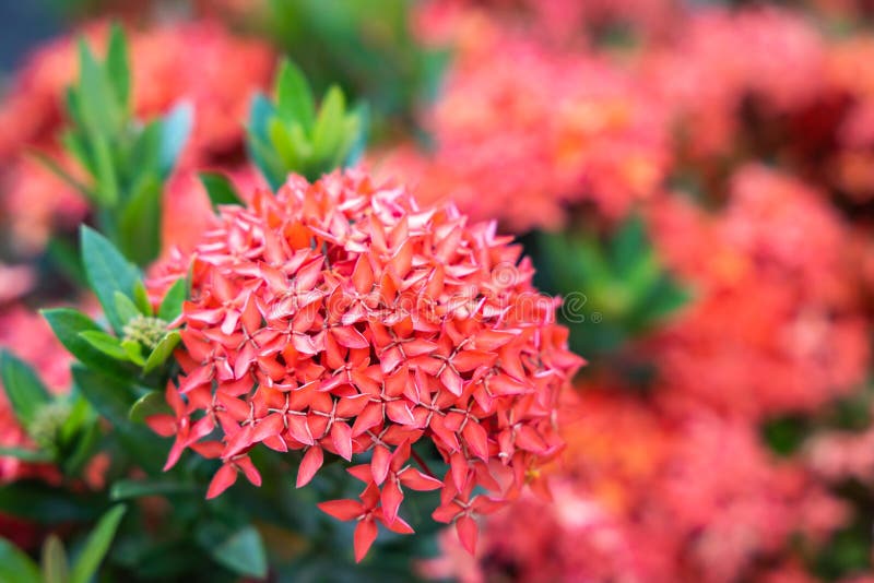 Beautiful Red Ixora Flower in Garden Stock Photo - Image of decoration ...