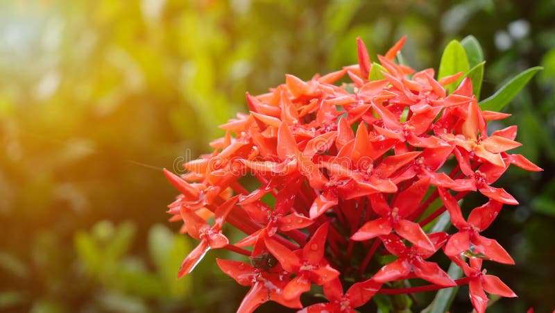 Beautiful Red Ixora in the Garden with Sun Light in Background Stock ...