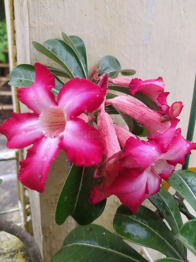 Beautiful Red Japanese Frangipani Flower Stock Image - Image of ...