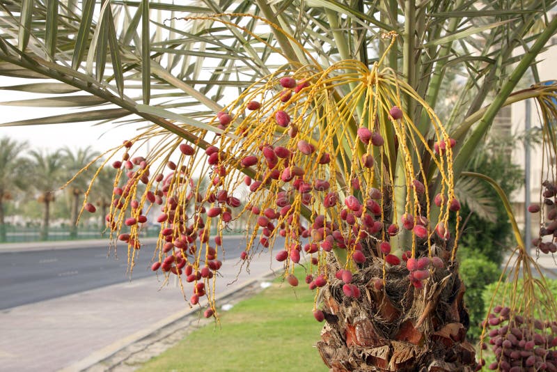 Beautiful Dates and Branches of Dates Tree Stock Photo - Image of flora ...