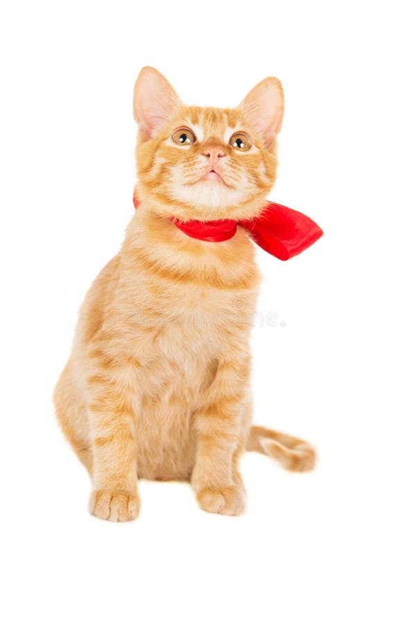 Beautiful Red Kitten with Ribbon Stock Image - Image of claws, declare ...