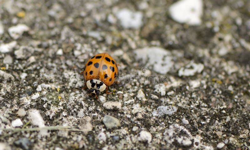 Beautiful red lady bug stock photo. Image of seven, lady - 33812824