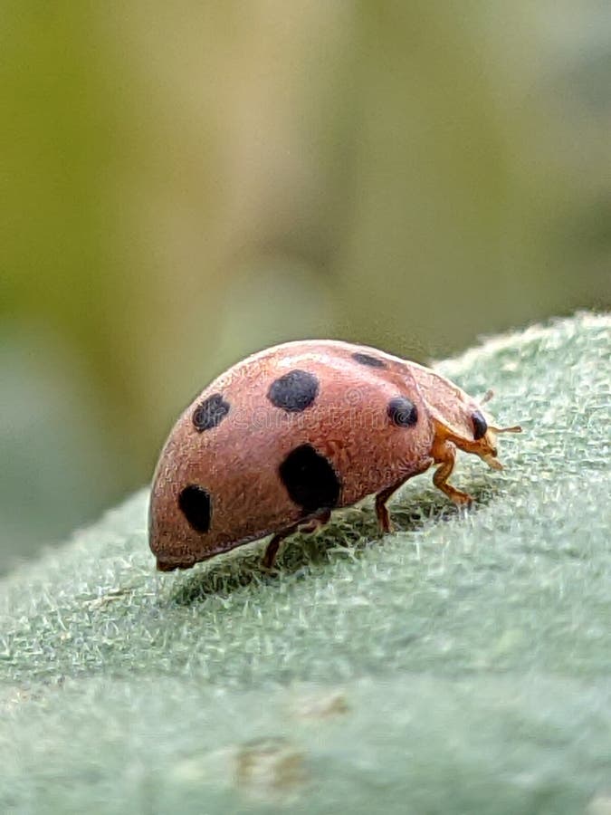Beautiful Red Ladybug with Black Spots Stock Photo - Image of black ...