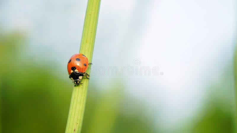 Ladybug Standing on the Plant Stock Image - Image of insect, garden ...