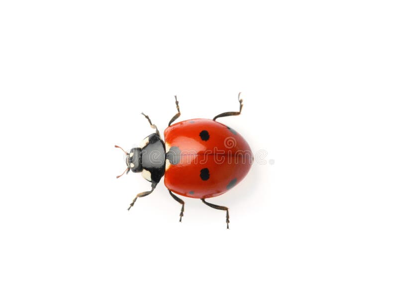 Ladybug Top View Isolated Stock Photos - Free & Royalty-Free Stock ...