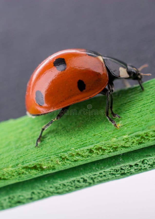 Beautiful Red Ladybug Walking Around Objects Stock Photo - Image of ...