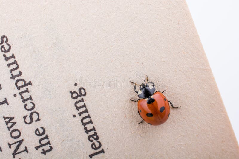 Beautiful Red Ladybug Walking on a Book Page Stock Photo - Image of ...