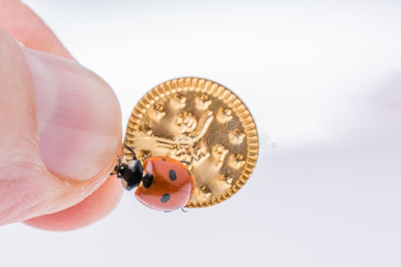 Beautiful Red Ladybug Walking on Fake Coins Stock Image - Image of ...