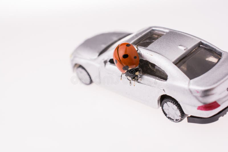 Beautiful Red Ladybug Walking on a Model Car Stock Image - Image of ...
