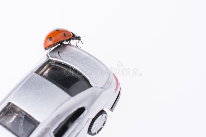 Beautiful Red Ladybug Walking on a Model Car Stock Image - Image of ...