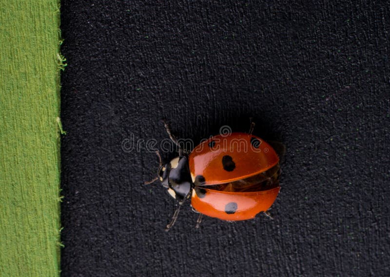 Beautiful Red Ladybug Walking on a Notice Board Stock Photo - Image of ...