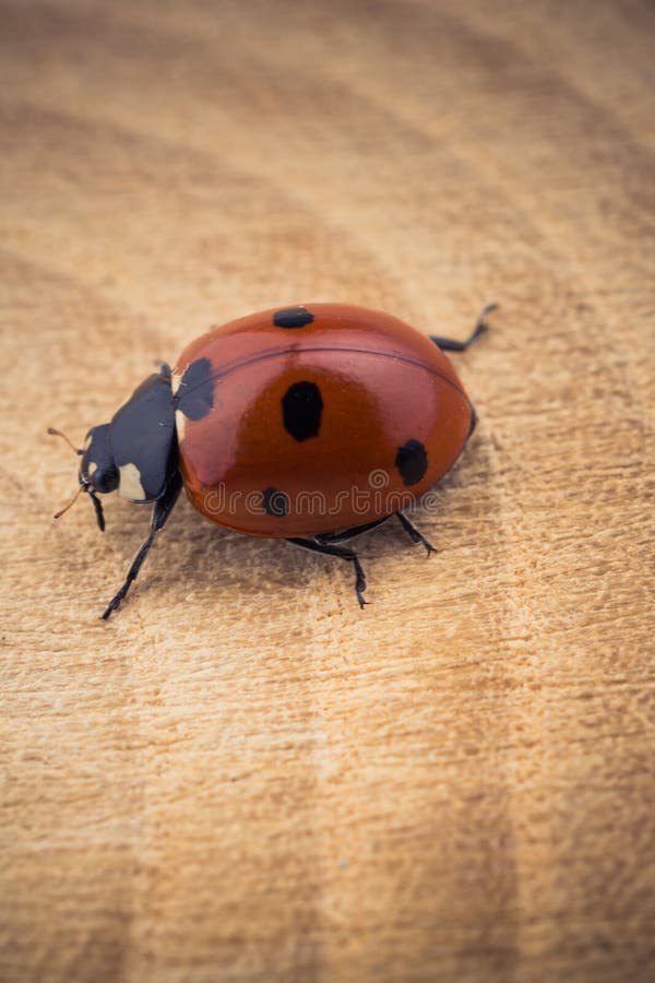 Beautiful Red Ladybug Walking on a Piece of Wood Stock Photo - Image of ...