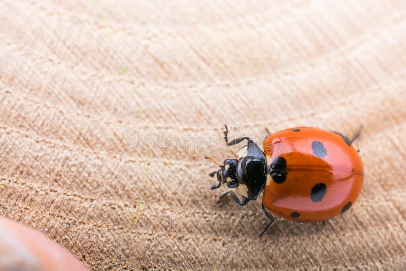 Beautiful Red Ladybug Walking on a Piece of Wood Stock Image - Image of ...