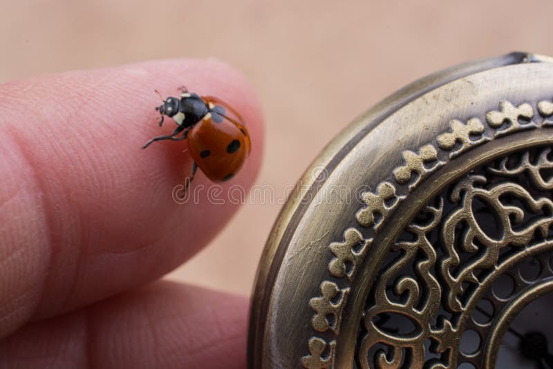 Beautiful Red Ladybug Walking on a Pocket Watch Stock Photo - Image of ...