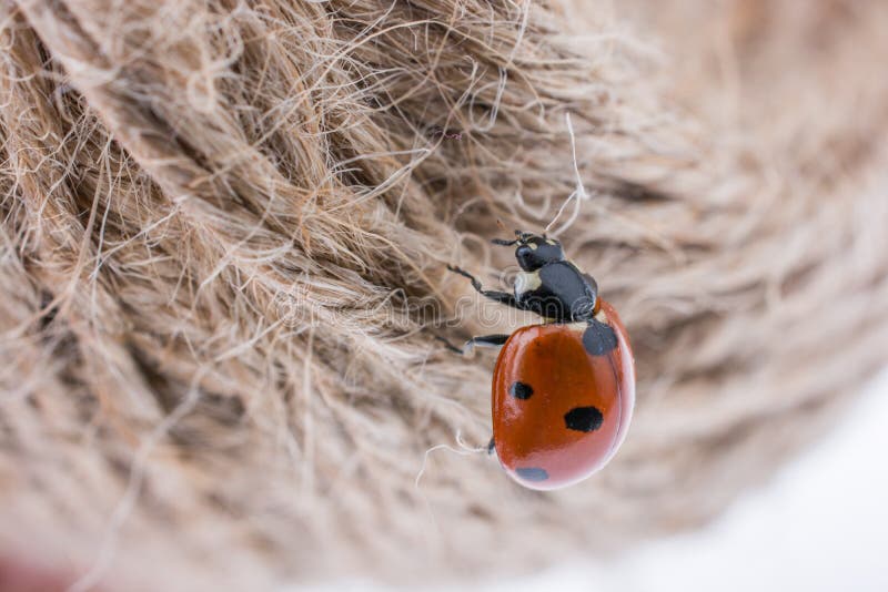 Beautiful Red Ladybug Walking on a Thread Stock Image - Image of ...