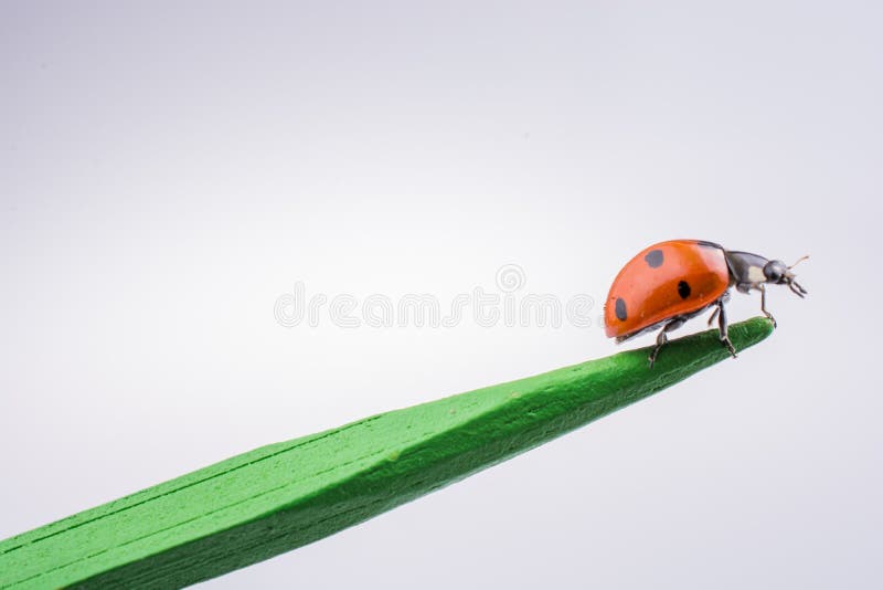 Beautiful Red Ladybug Walking on a Wooden Stick Stock Photo - Image of ...