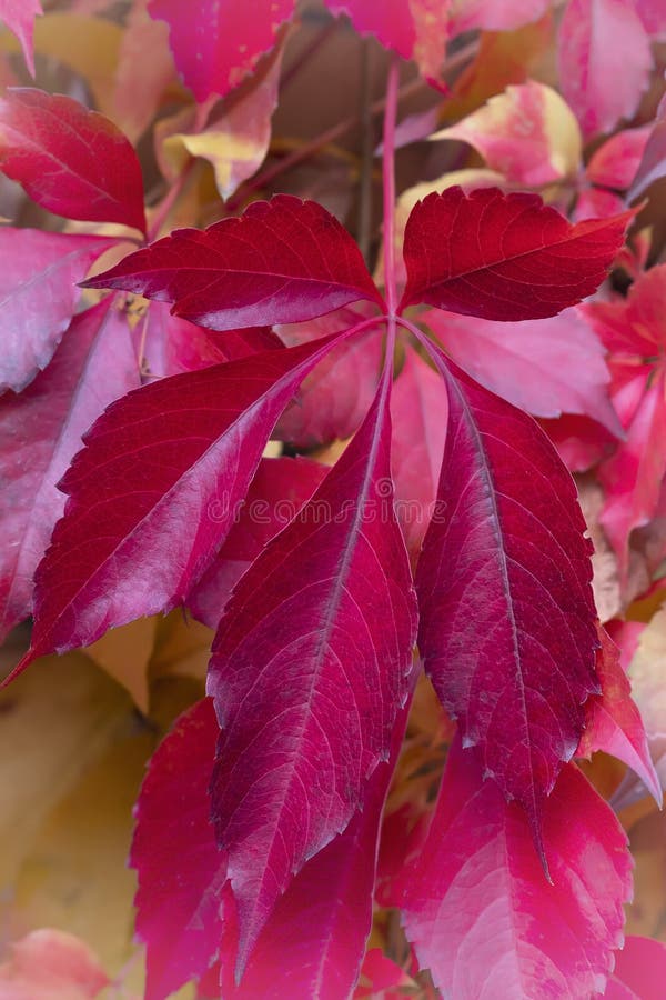 Beautiful Red Leaf in Autumn. Bright Leaf Close-up Stock Image - Image ...