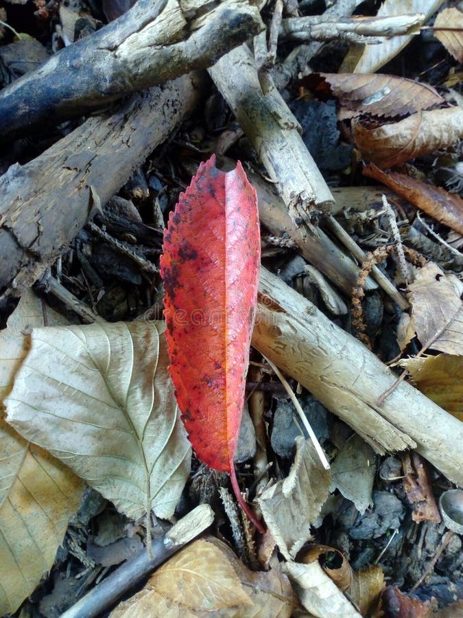 Beautiful Red Leaf in the Forest Path Stock Photo - Image of branches ...