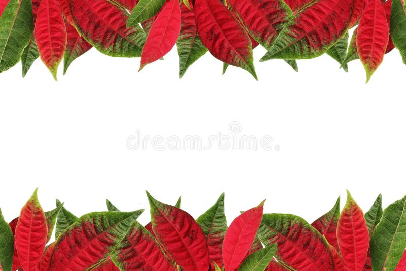 Beautiful Red Leaf Frame Template, Decorative Nature with Isolated ...