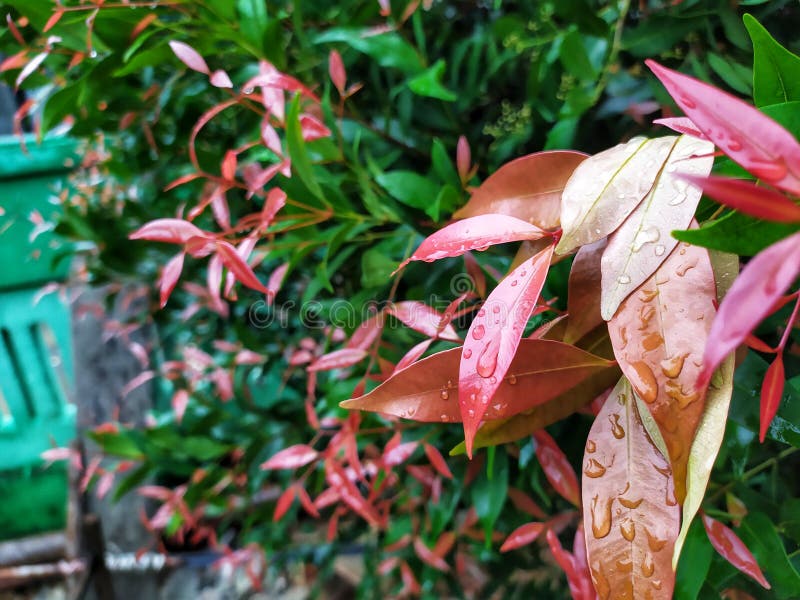 Beautiful Red Leaf in the Morning from Side View Stock Image - Image of ...
