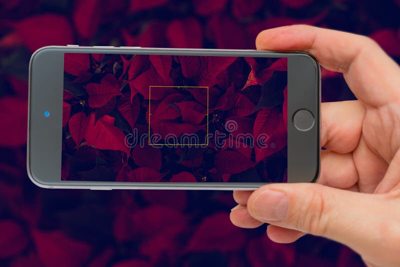 Beautiful Red Leaf Pattern. Photo Smartphone. Smartphone in Hand. Red ...