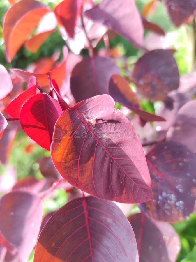 Beautiful Red Leafed Tree in the Garden Stock Photo - Image of shrub ...