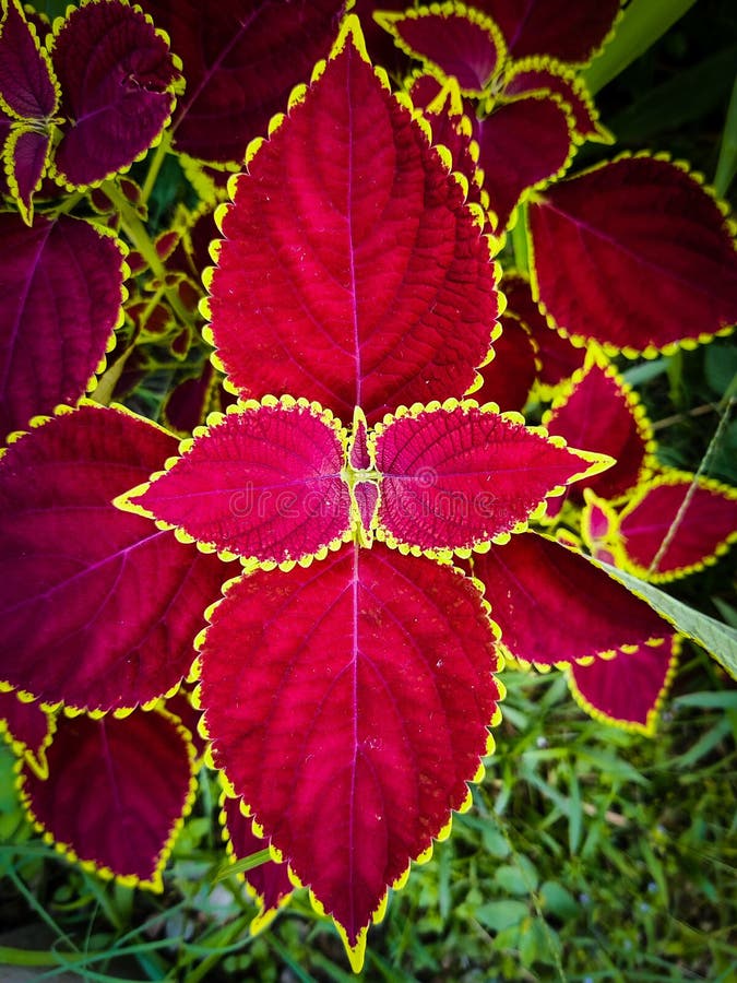 Beautiful Red Leafs Garden Plants Flowering Stock Image - Image of ...