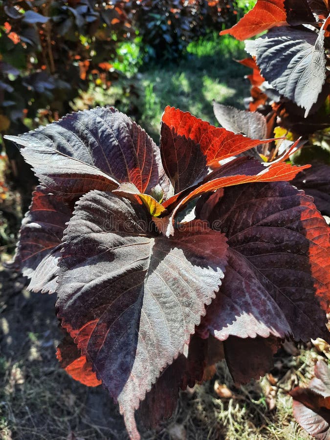 Beautiful Red Leaves in Spring Under the Scorching Sun Stock Image ...
