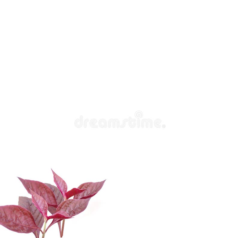 Beautiful Red Leaves on White Background Stock Image - Image of leaf ...